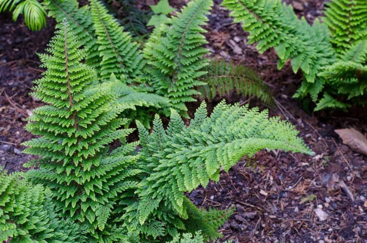 Do Ferns Need Sunlight? What’s the Best Environment for These Plants ...