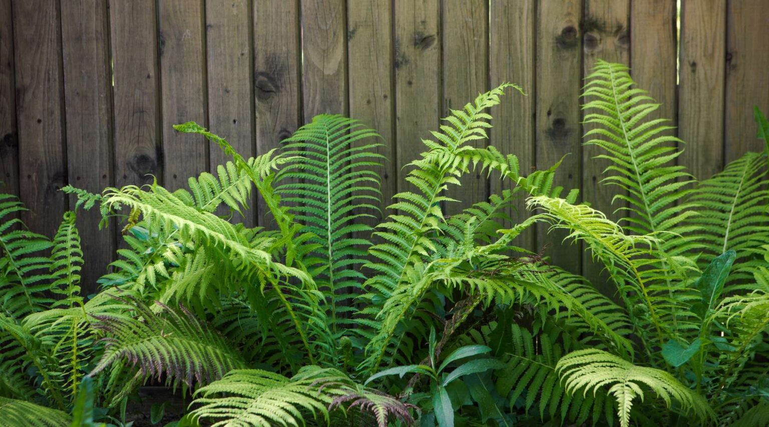 The origin and evolution of ferns - Learn About Ferns