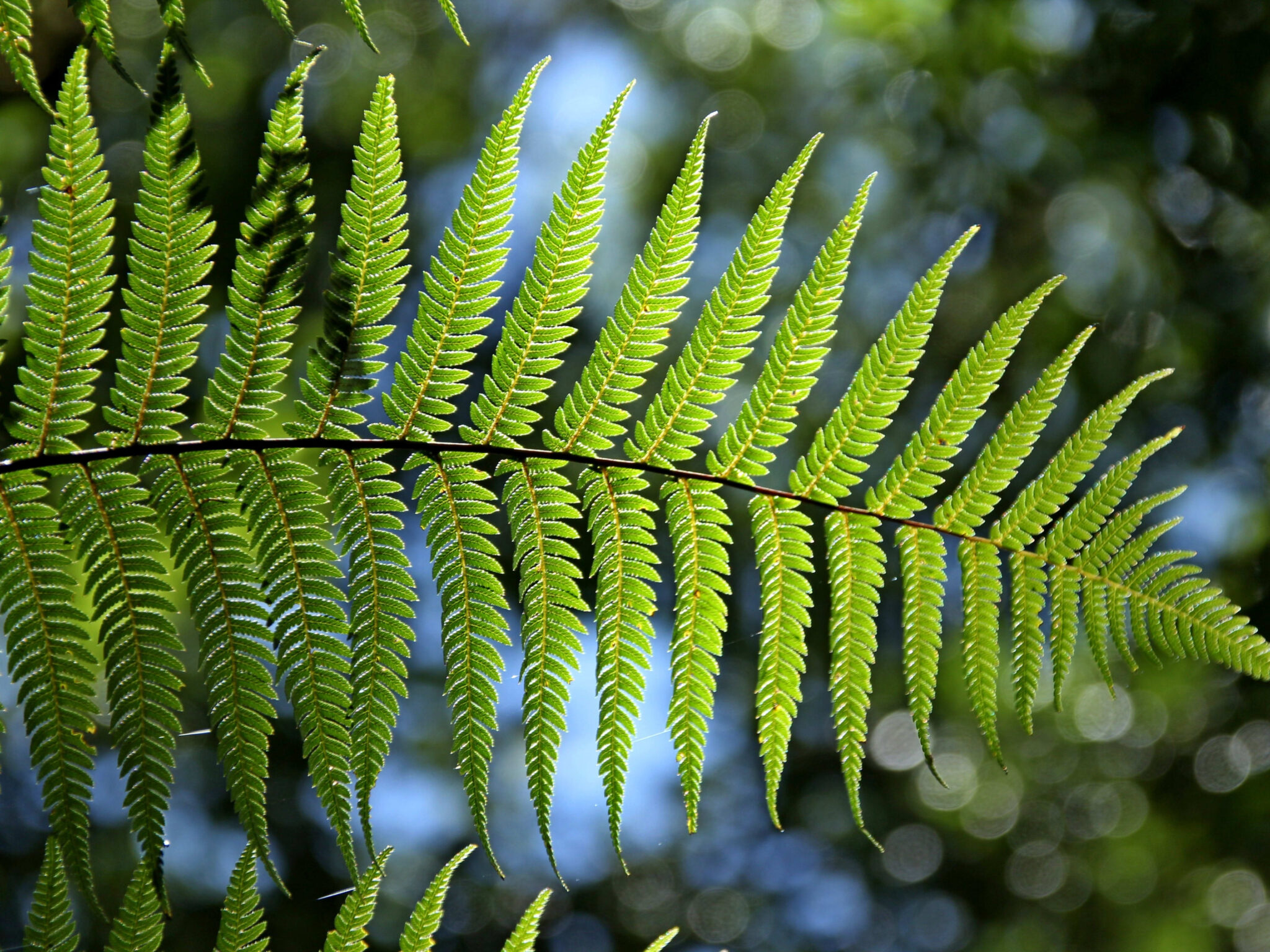 The origin and evolution of ferns - Learn About Ferns