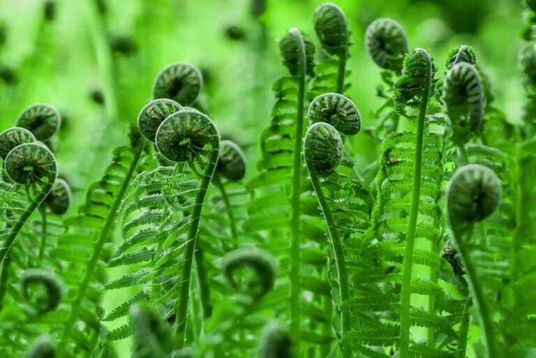 ferns Distribution and habitat - Learn About Ferns