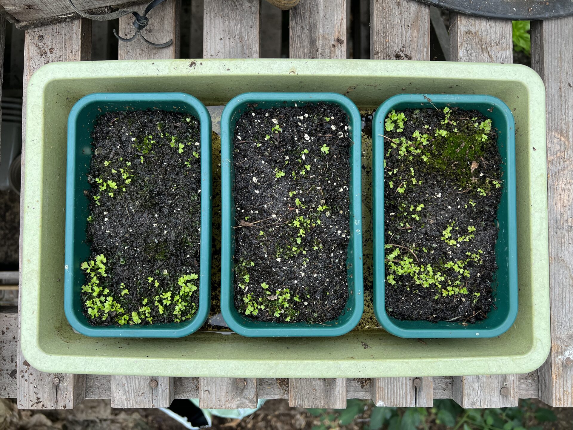 how to grow ferns | do ferns have seeds - Learn About Ferns