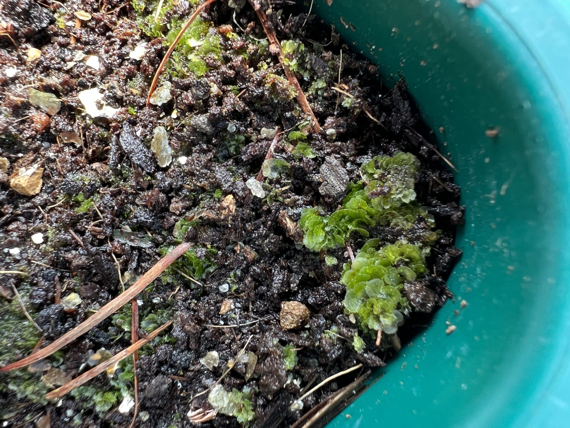 how to grow ferns | do ferns have seeds - Learn About Ferns
