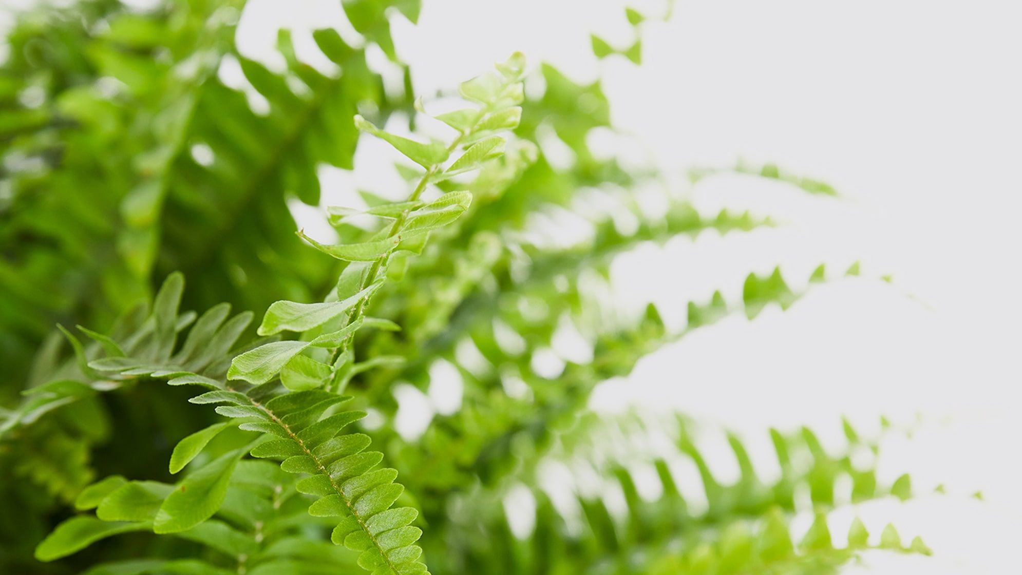 How to take care of a fern - Learn About Ferns