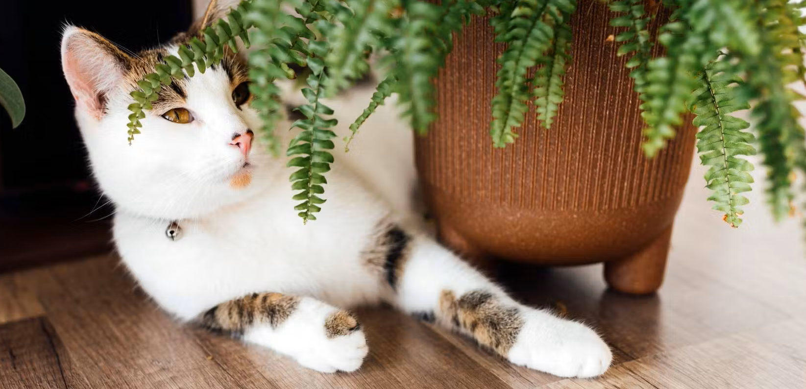Are Your House Ferns a Hidden Danger to Cats? - Learn About Ferns