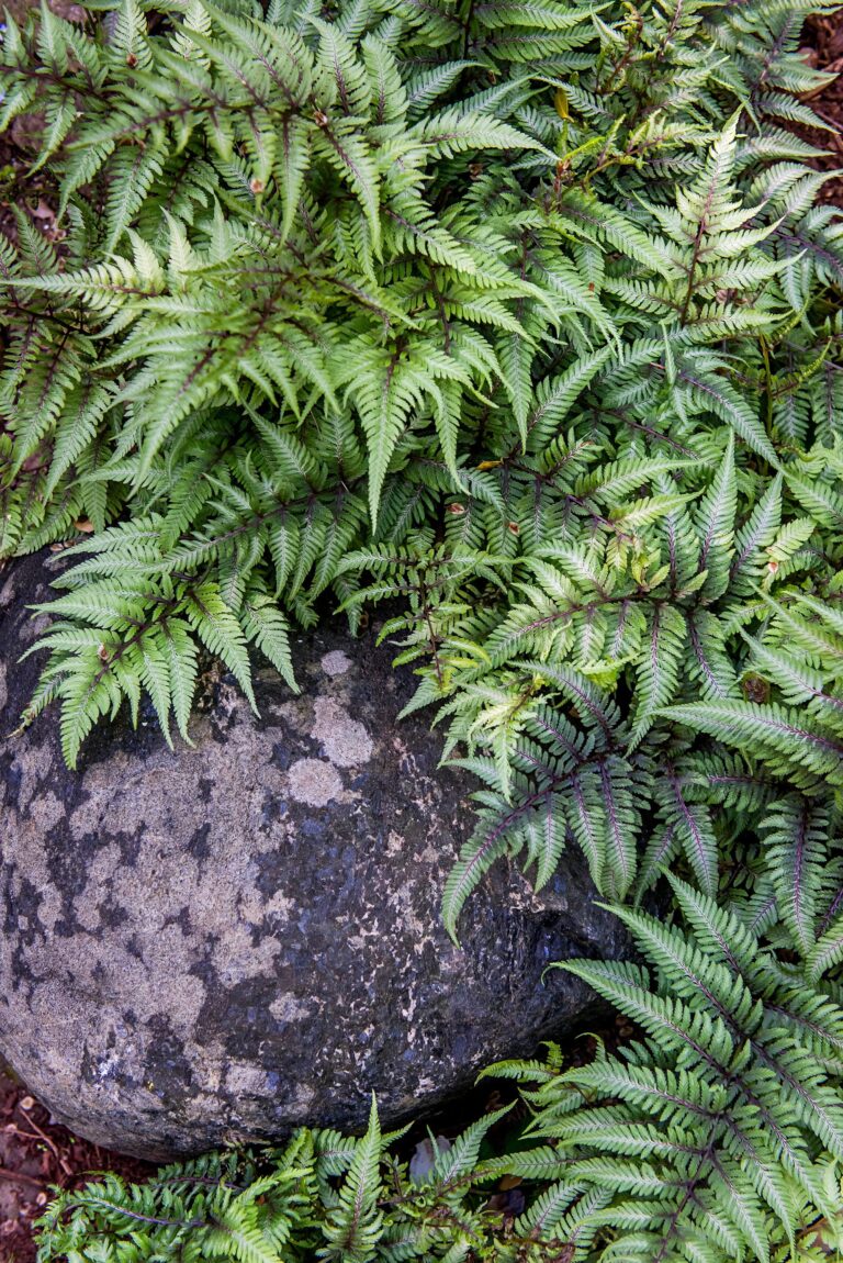 how to care for outdoor ferns - Learn About Ferns