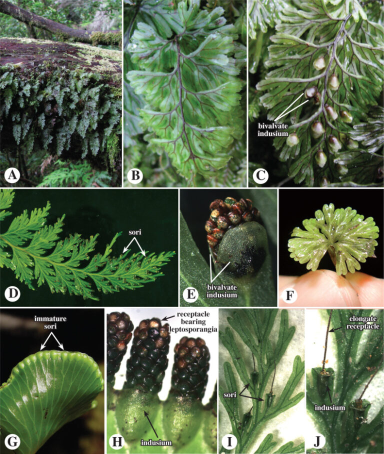 Hymenophyllaceae | Description, Genera, & Facts - Learn About Ferns
