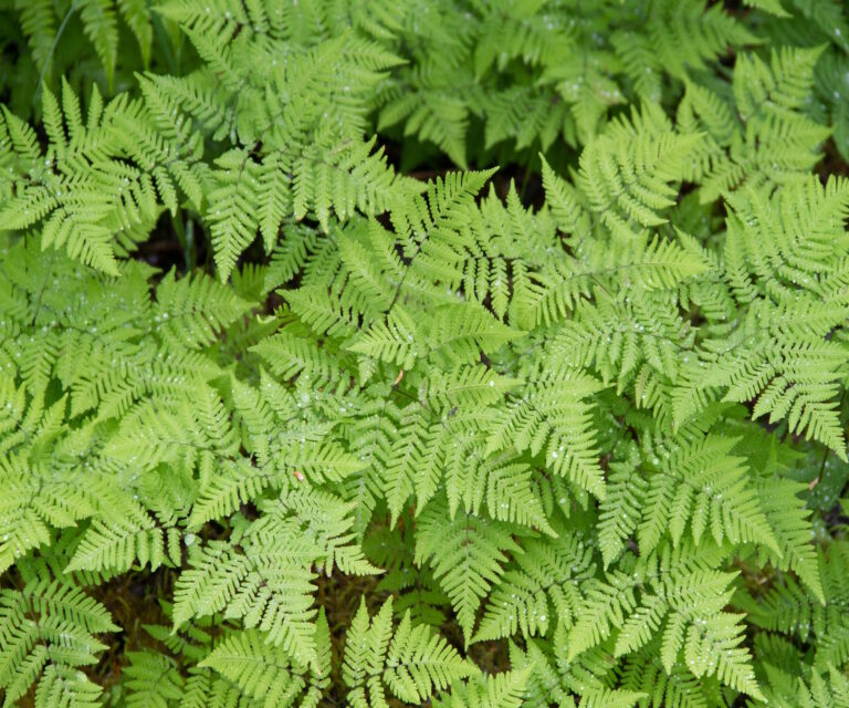 Types of Ferns for Shade: 12 Beautiful Ferns for a Lush Garden